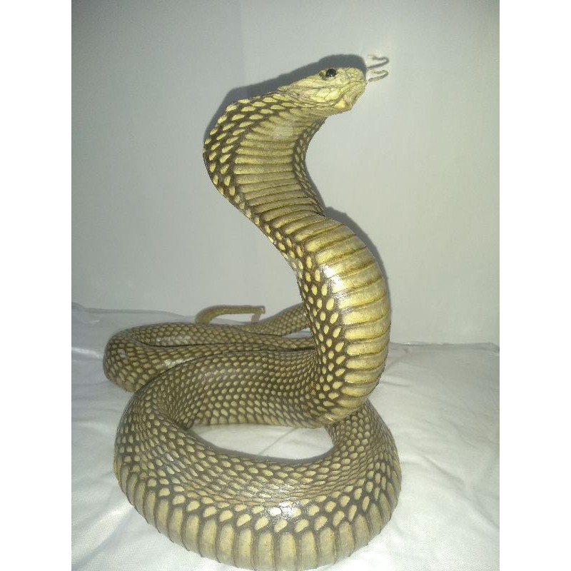 Jual patung ular kobra asli wana kuning model 1 A | Shopee Indonesia