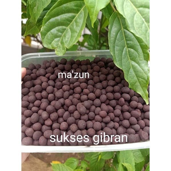 Jual Ma'jun pil khusus lelaki 50 butir | Shopee Indonesia