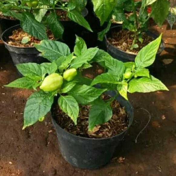 Jual bismillah BIBIT POHON TANAMAN BUAH CABAI GENDOT Siap COD | Shopee ...