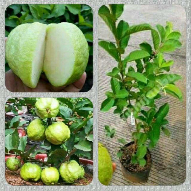 Jual bibit jambu kristal | Shopee Indonesia