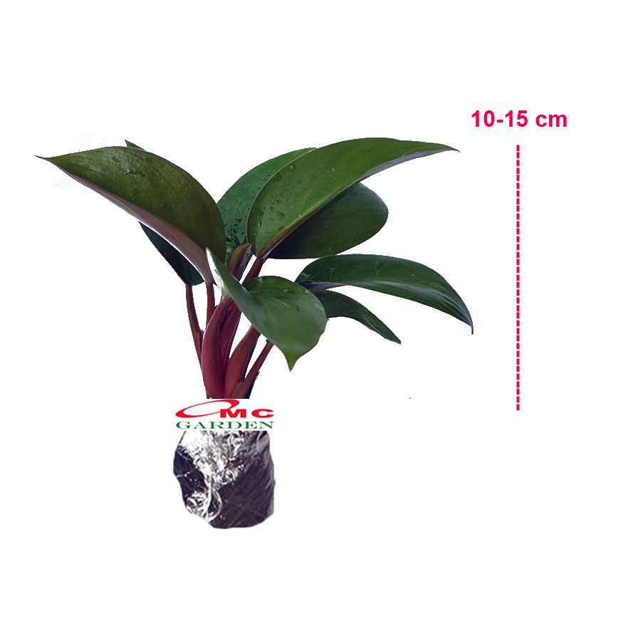 Jual Philodendron Red Congo Kongo Petite Philo Dwarf Tanaman Hias 1015 ...