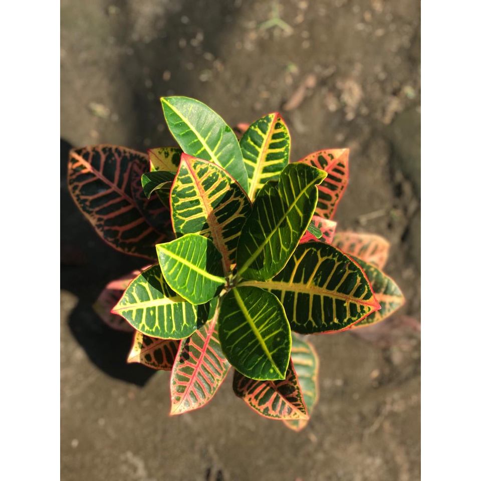Jual Tanaman hias bunga puring PROTON daun rimbun warna cantik ...