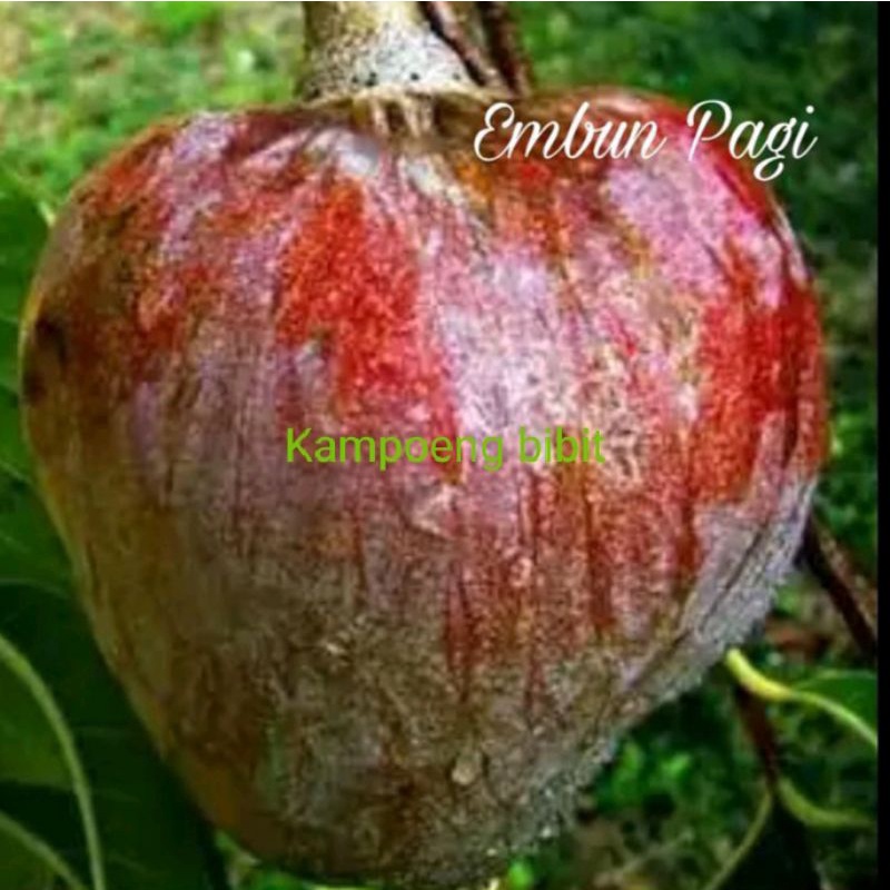 Jual BIBIT POHON BUAH MULWO LANGKA COD | Shopee Indonesia