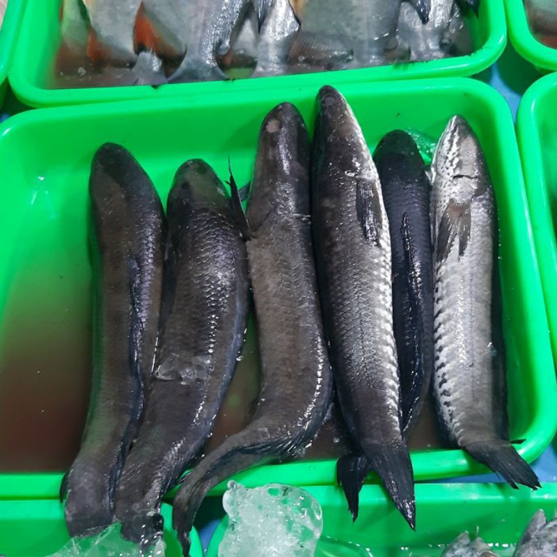 Jual Ikan gabus 1kg (1000g) | Shopee Indonesia