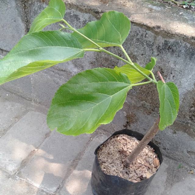 Jual Long Murbei: Tanaman Manis Penuh Manfaat! | Shopee Indonesia