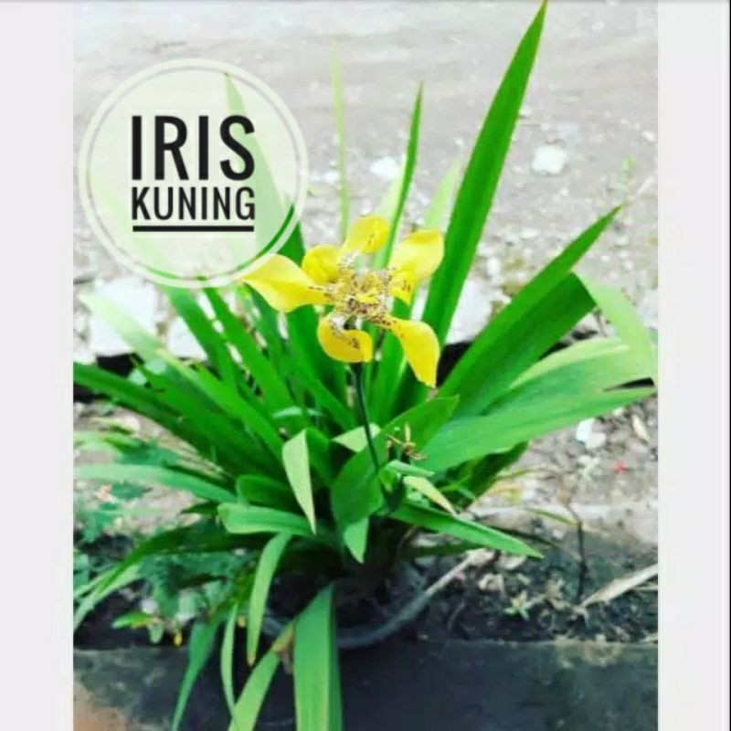 Jual Tanaman Hias Iris Bunga Kuning | Shopee Indonesia