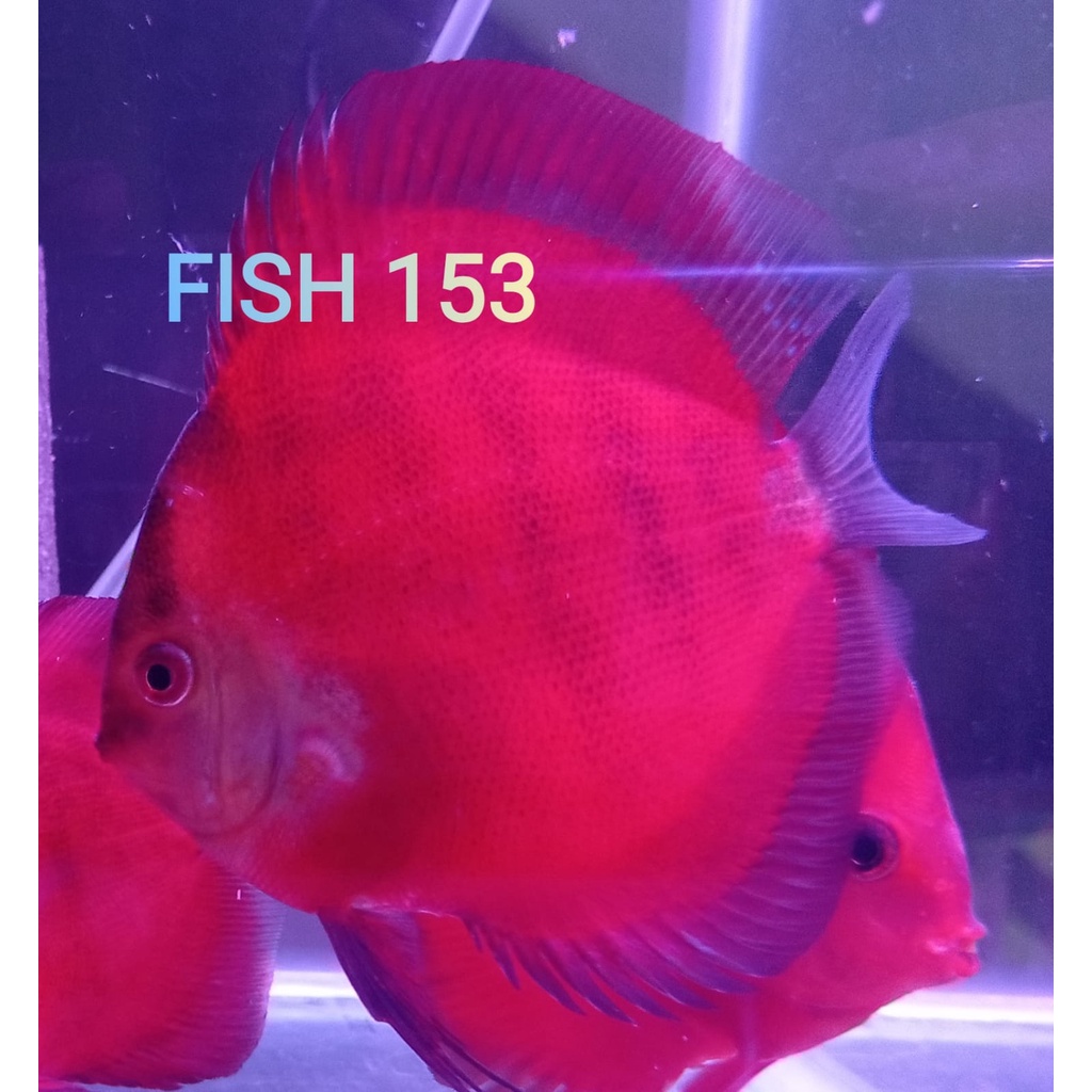 Jual Discus San Merah 1,5 cm s/d 2" inch | Shopee Indonesia