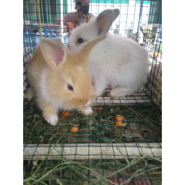 Jual Kelinci Lokal Murah | Kelinci Anggora | Kelinci Mini ND Netherland ...