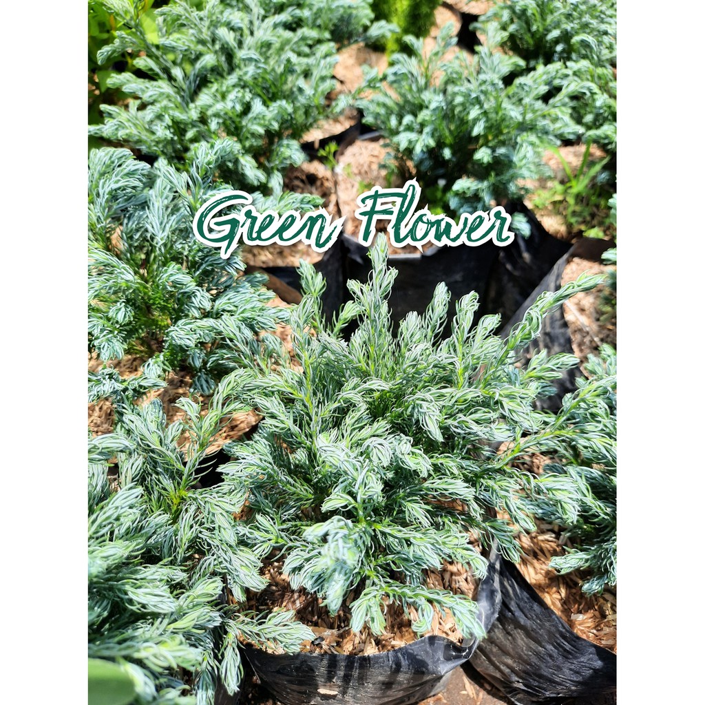 Jual Tanaman Cemara Bluedent - Cemara Perak | Shopee Indonesia