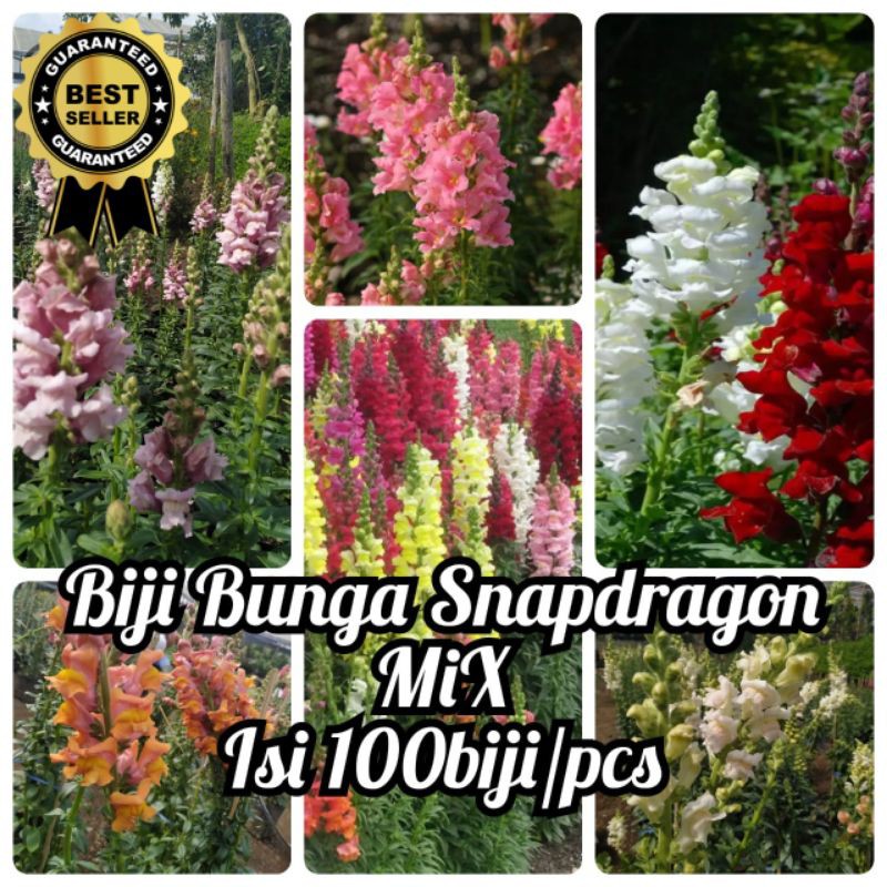 Jual Biji Bunga Snapdragon isi 100 pcs flower seeds benih tanaman hias ...