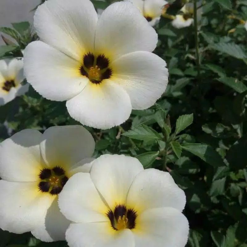 Jual Tanaman Hias Bunga YOLANDA // Bunga pukul 9 Kualitas Super ...