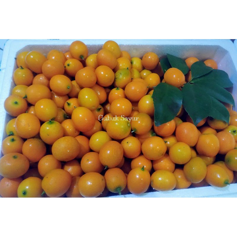 Jual Jeruk Kimkit Import Korea Pack | Shopee Indonesia