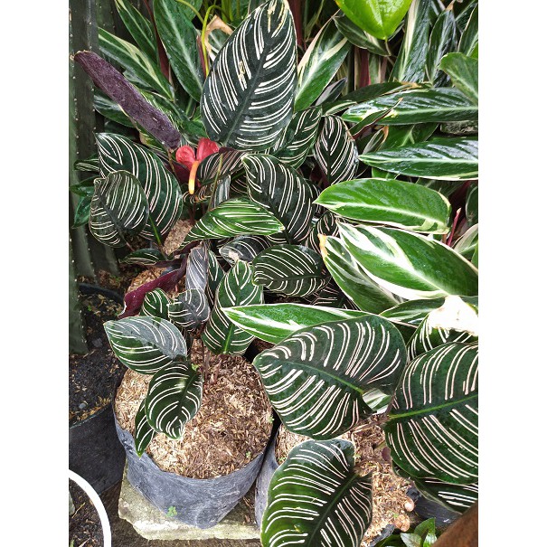 Jual TANAMAN HIAS CALATEA BATIK~BIBIT TUMBUHAN CALATEA BATIK Minim ...