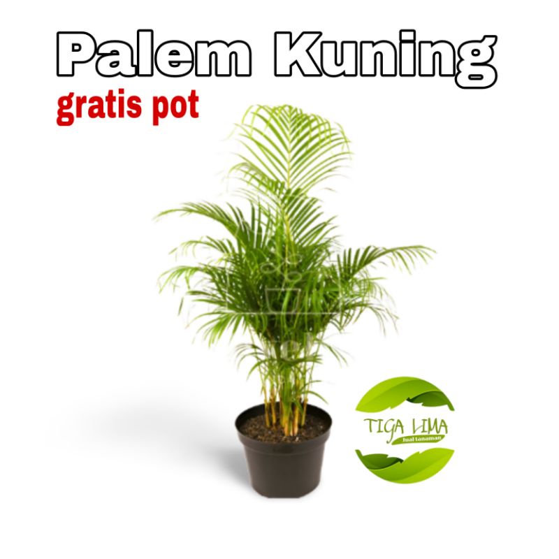 Jual pohon palem kuning/pohon palem hias/tanaman palem kuning | Shopee ...