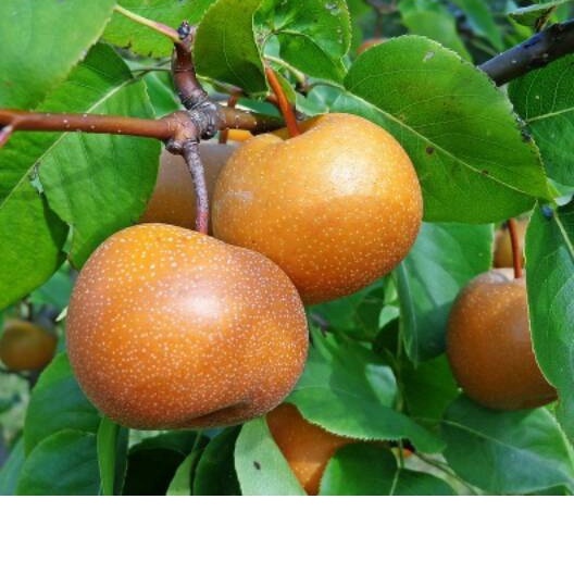 Jual Bibit Tanaman Buah Pir Nashi | Shopee Indonesia