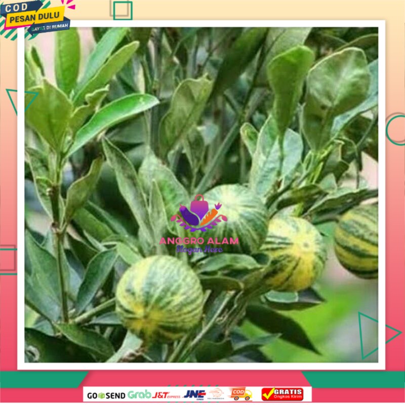 Jual lemon varigata | Shopee Indonesia