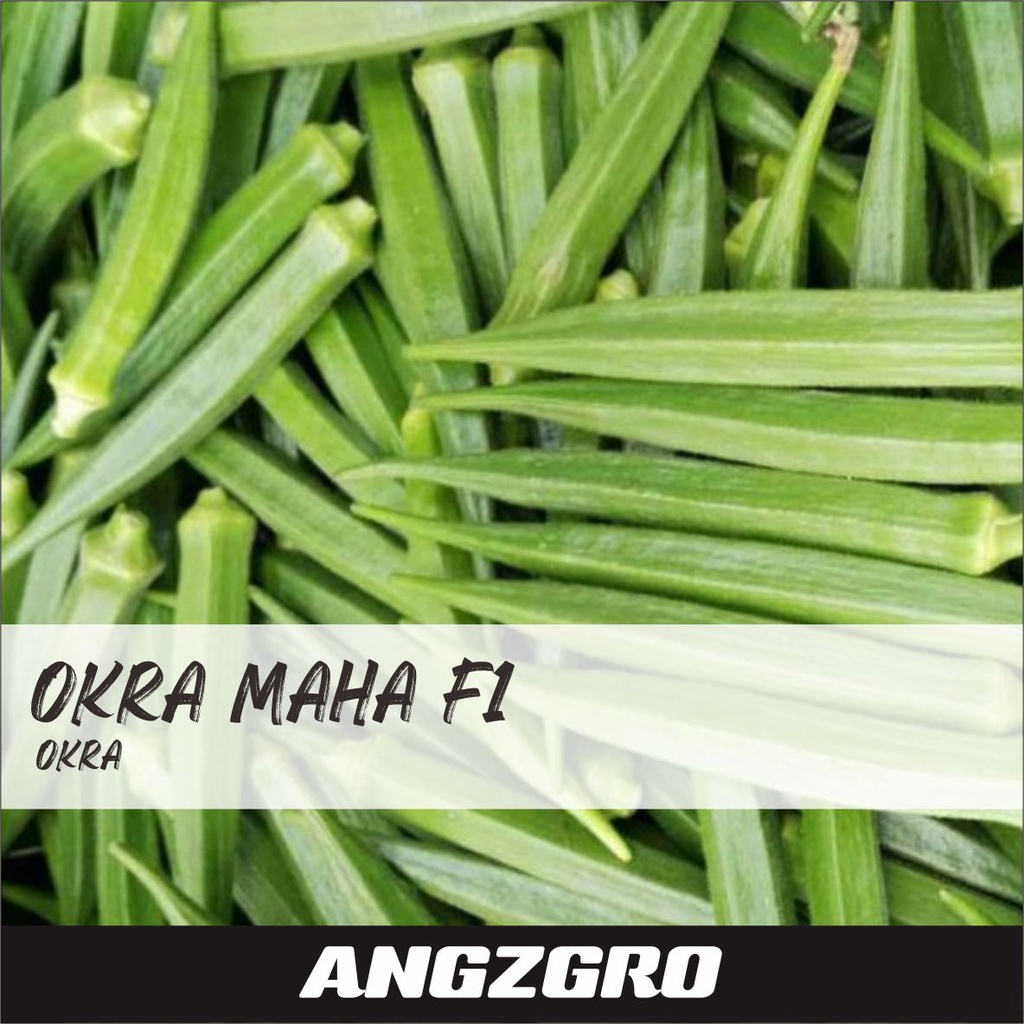 Jual Benih Okra Bendi Maha F1 10 S Urban Farming Seeds Hidroponik ...