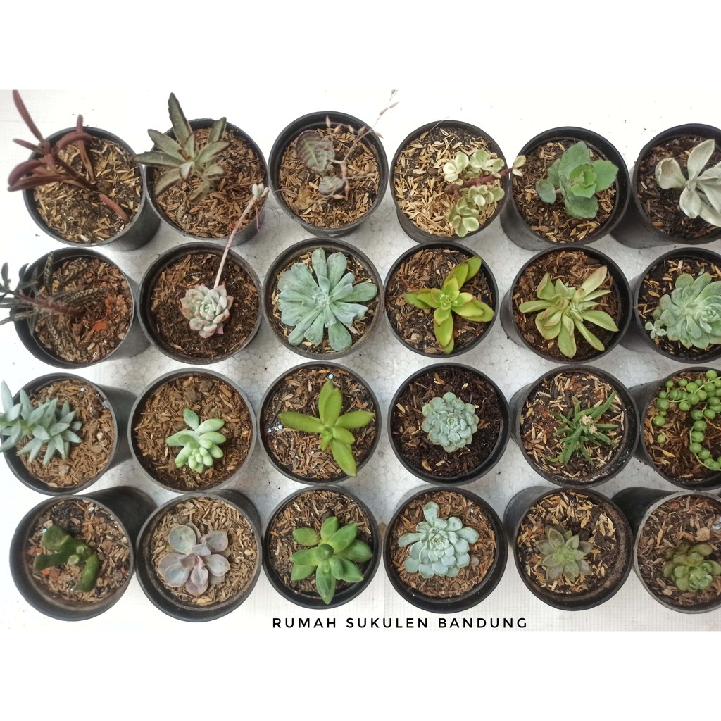 Jual Sukulen Mix dan Kaktus Mini Berbagai Jenis. Ukuran Kecil Sampai ...