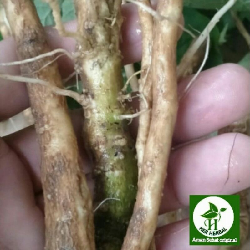 Jual Akar Cepokak Akar Takokak Segar Bersih 600gram | Shopee Indonesia Jual Akar Cepokak Akar Takokak Segar Bersih 600gram | Shopee Indonesia