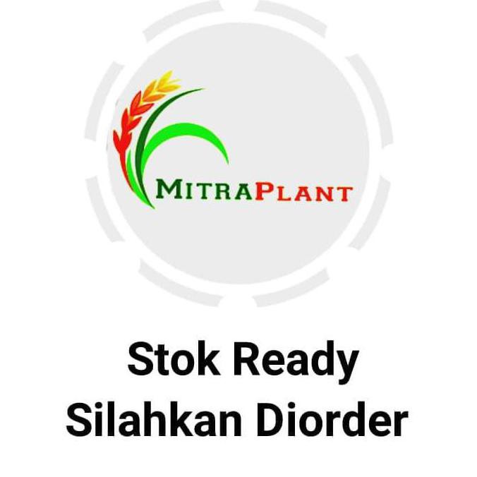 Jual Restock* Bibit Pohon Buah Markisa Jumbo/Besar/Giant - Tanaman ...