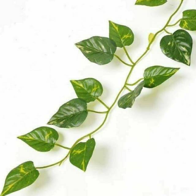 Jual Daun rambat sintetis tipe sirih gading kecil 100cm | Shopee Indonesia