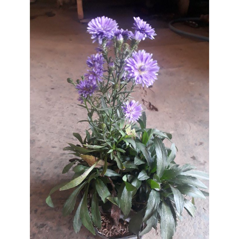 Jual Tanaman Hias Bunga Pikok ( Symphyotrichum pilosum) - bibit bunga ...
