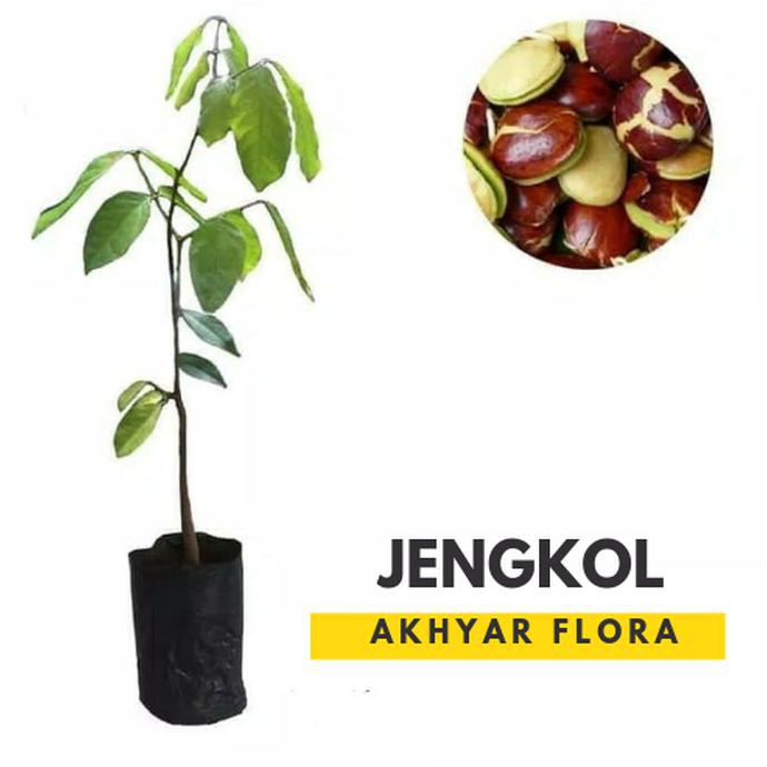 Jual *_@ Bibit Jengkol Super Pohon Jengkol Tanaman Jengkol super ...