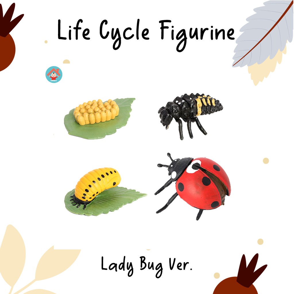 Jual Life Cycle Daur Hidup Hewan Ayam Katak Nyamuk Penyu Semut Kupu ...