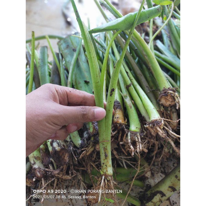 Jual bibit talas beneng isi 100 pcs | Shopee Indonesia