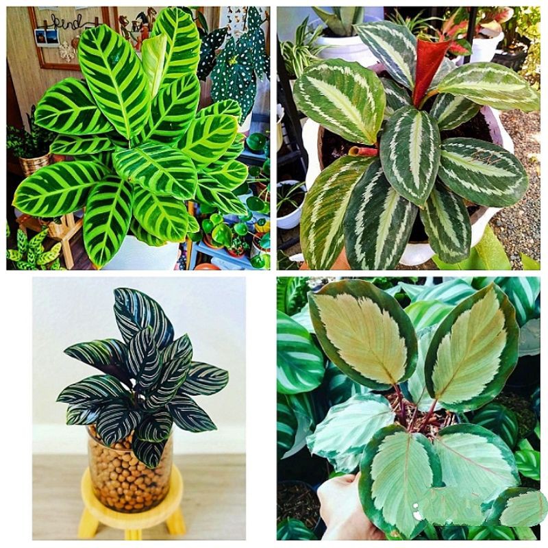 Jual paket hemat tanaman hias hidup calathea 4 jenis tanaman hias hidup ... Jual paket hemat tanaman hias hidup calathea 4 jenis tanaman hias hidup ...