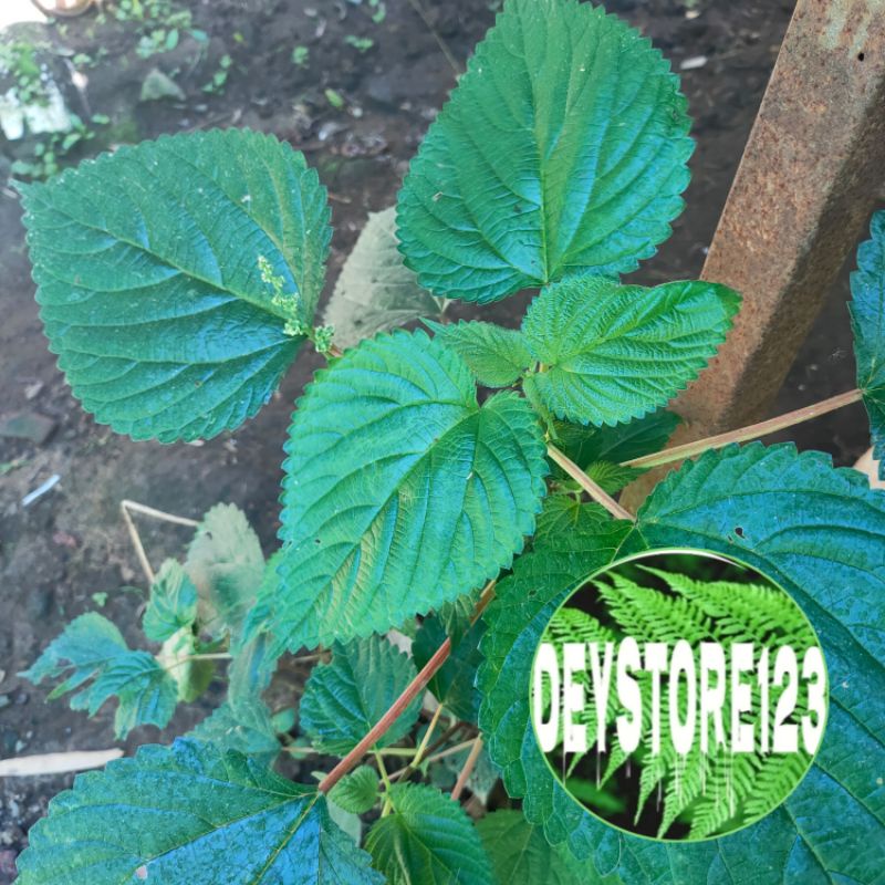Jual Daun jelatang daun gatal 250 grm | Shopee Indonesia
