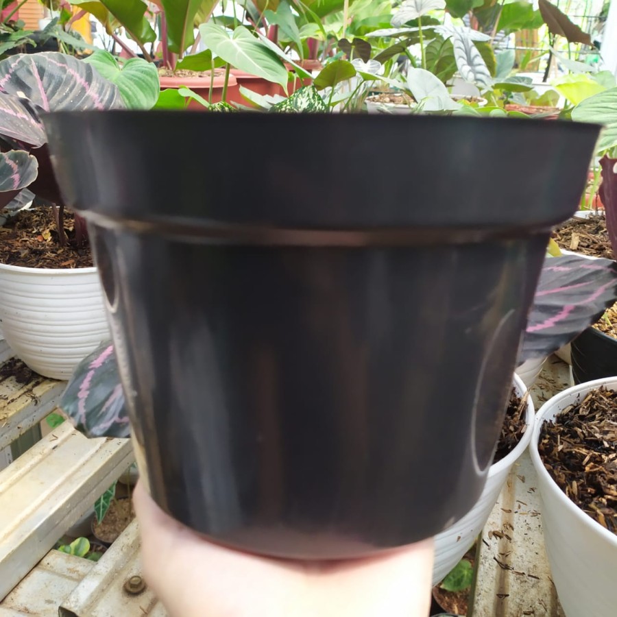 Jual Pot Bunga GROSIR Ruby Polos 20 Hitam / Pot Tanaman / Pot Bibit 6 ...