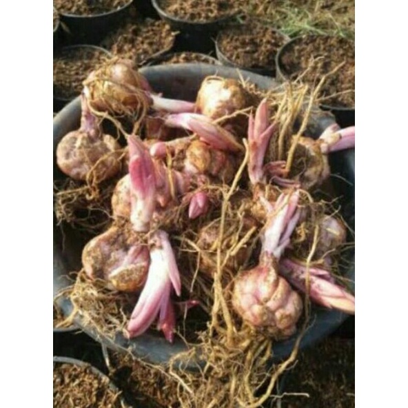 Jual umbi lily casablanca | Shopee Indonesia