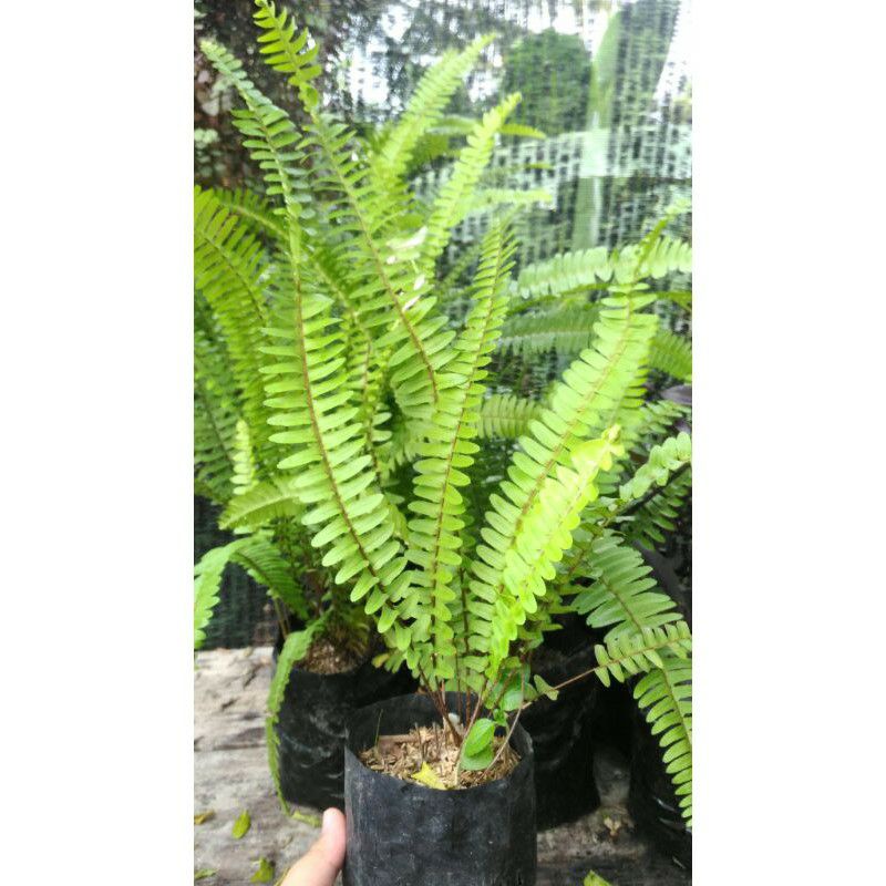 Jual Tanaman Hias Pakis Boston | Shopee Indonesia