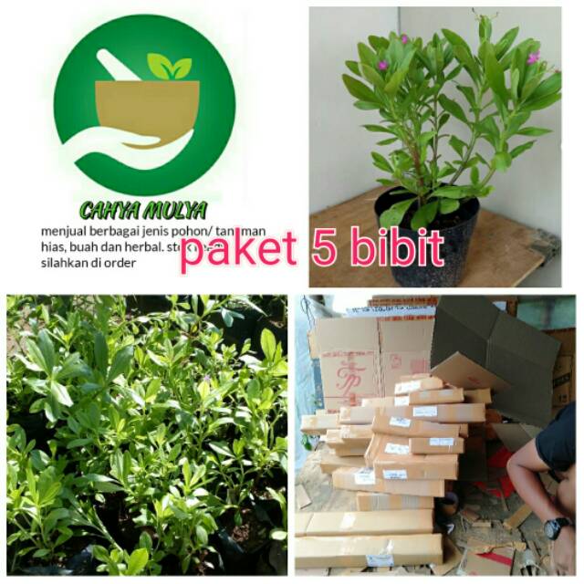 Jual Paket 5 bibit tanaman ginseng jawa - kolesom jawa - herbal alami ...