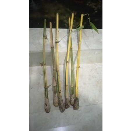 Jual Stek Bambu Kuning Per 1 Batang panjang 30cm | Shopee Indonesia