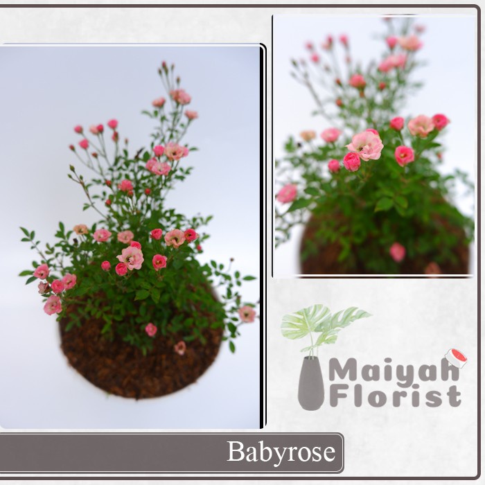 Jual PROMO Mawar Baby Rose - Tanaman Hias | Shopee Indonesia
