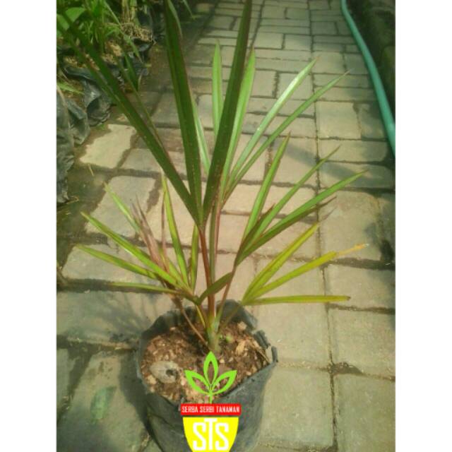 Jual Palm Anggur Merah 30cm | Shopee Indonesia