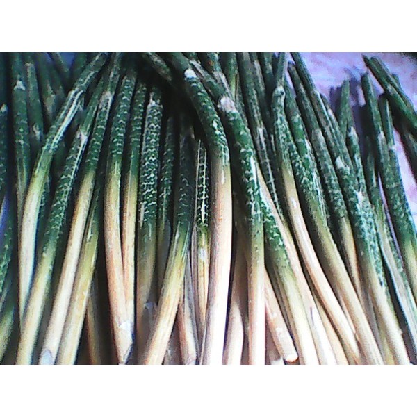 Jual Umbut (Rotan Muda) | Shopee Indonesia