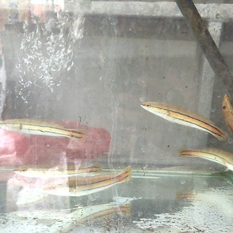 Jual Gabus Toman/ikan Predator | Shopee Indonesia