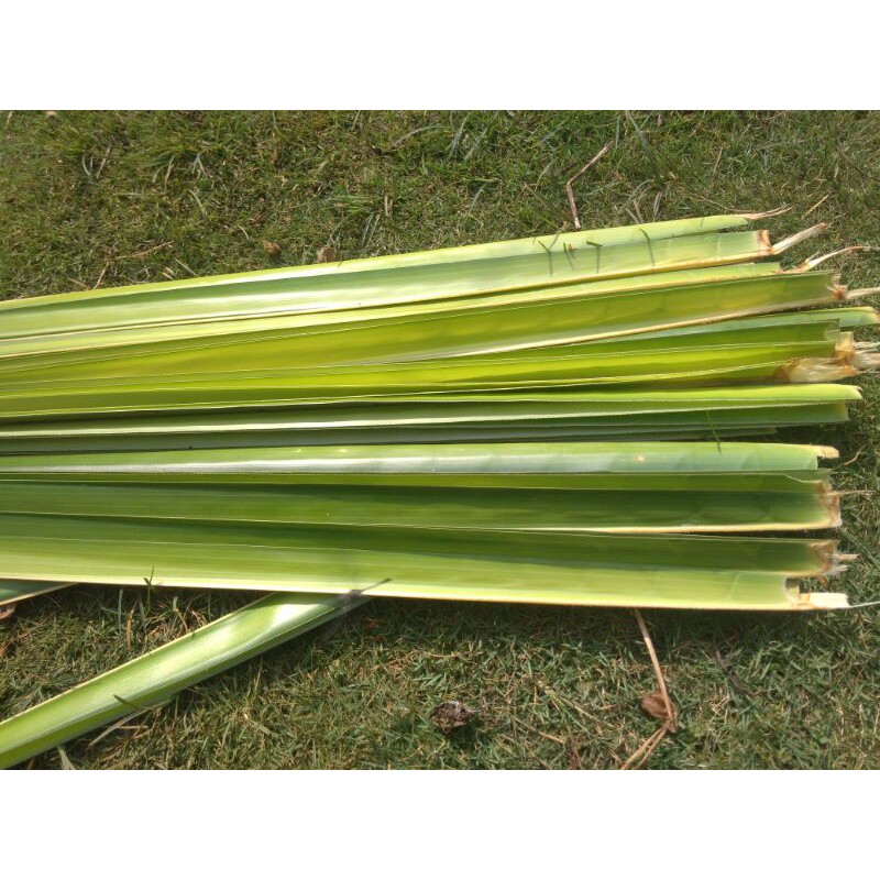 Jual Janur, Daun kelapa muda fresh | Shopee Indonesia