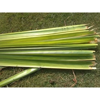 Jual Daun Kelapa Terlengkap & Harga Terbaru Mei 2024 | Shopee Indonesia