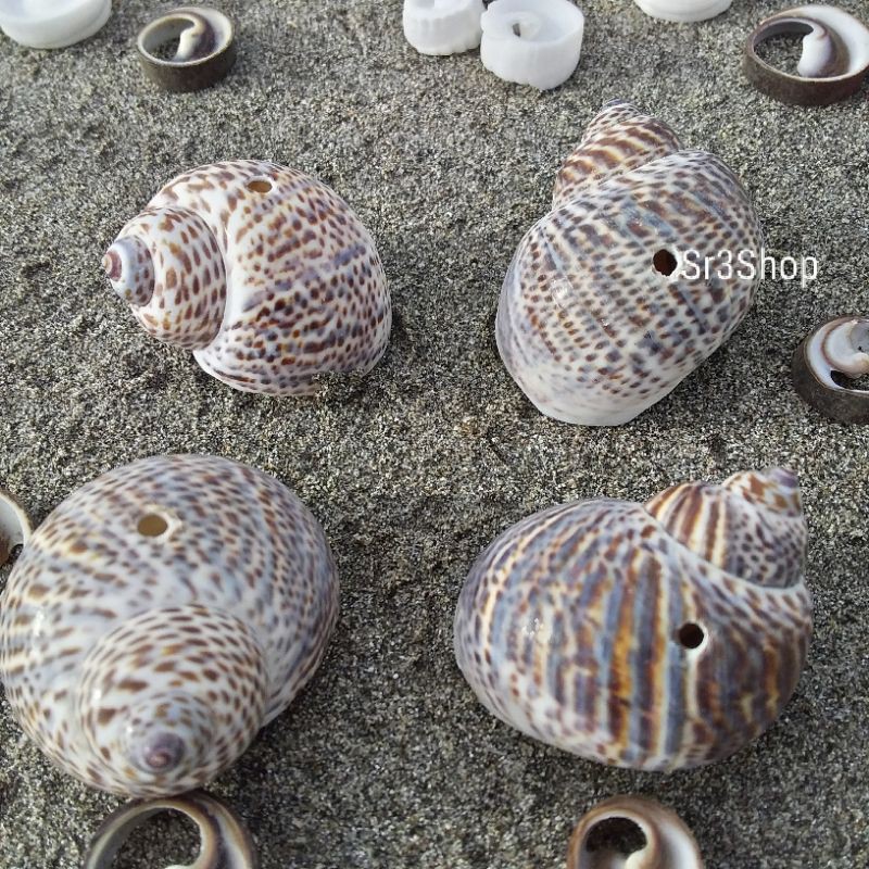 Jual Kerang Buteng Loreng | Kerang Hias | Sea Shells | Ornamental ...