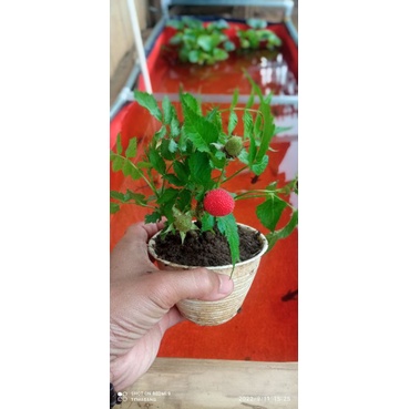 Jual bibit raspberry hutan | Shopee Indonesia