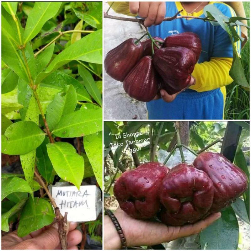 Jual Bibit Jambu Mutiara Hitam | Shopee Indonesia