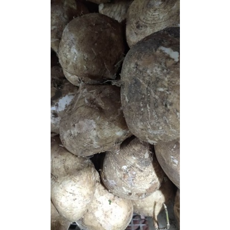 Jual Buah Bengkoang segar kilogram | Shopee Indonesia