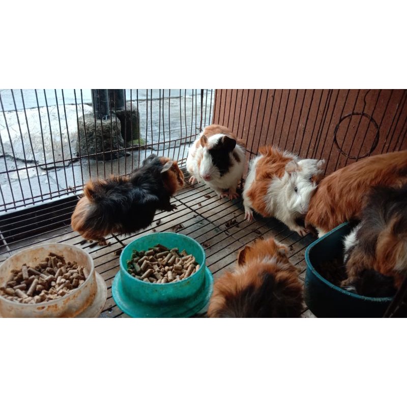 Jual Marmut jenis abysinan (marmut rambut jabrik) | Shopee Indonesia