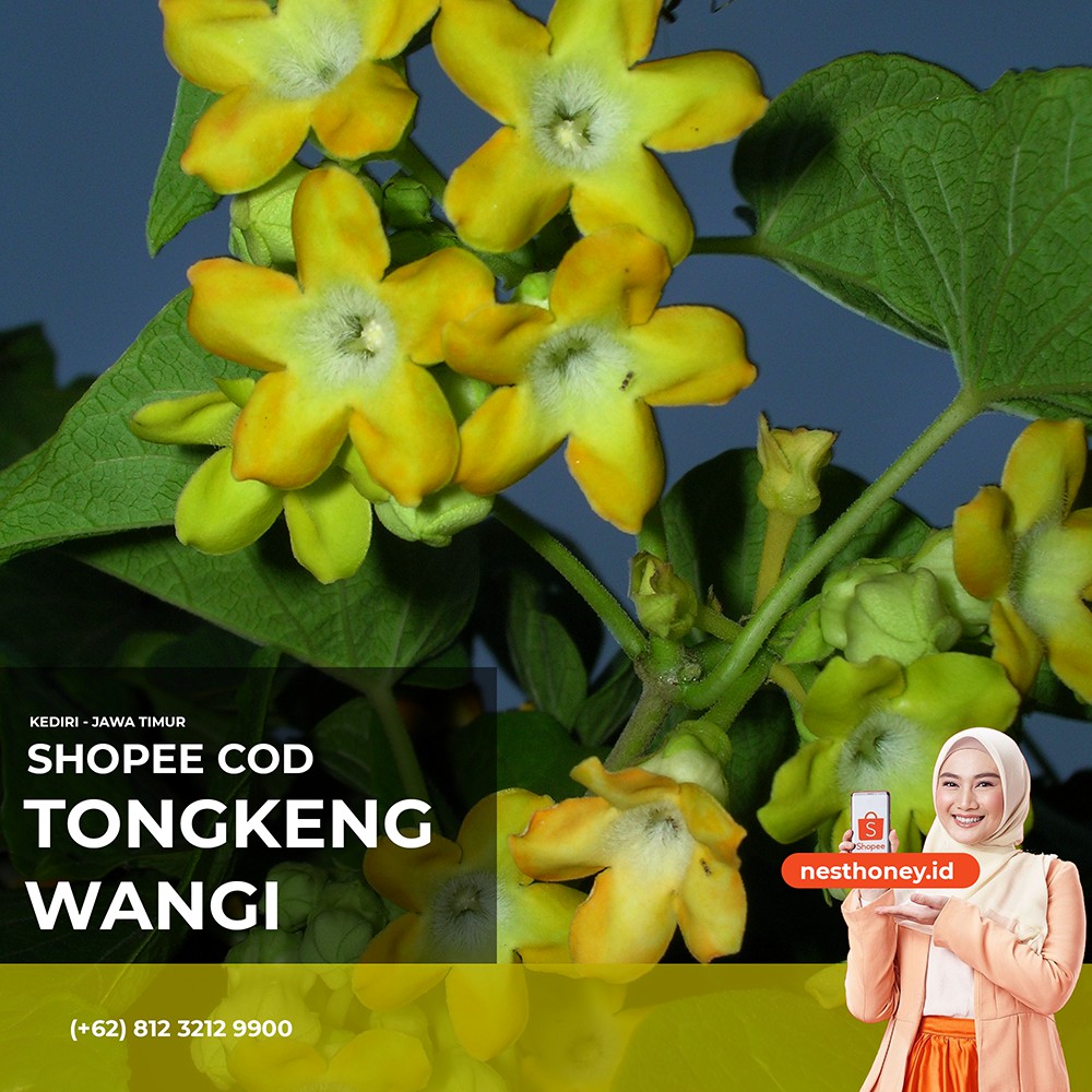 Jual Bunga Tongkeng Wangi / Telosma Cordata / Bunga Siam / Pohon Melati ...