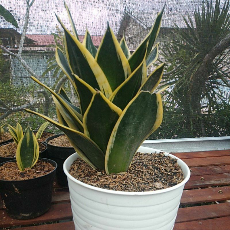 Jual Bunga sansivera pagoda besar | Shopee Indonesia