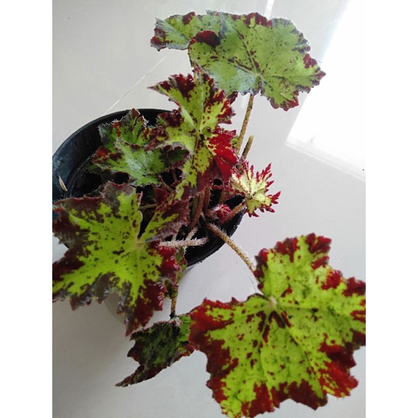 Jual begonia cleopatra / begonia hijau murah | Shopee Indonesia